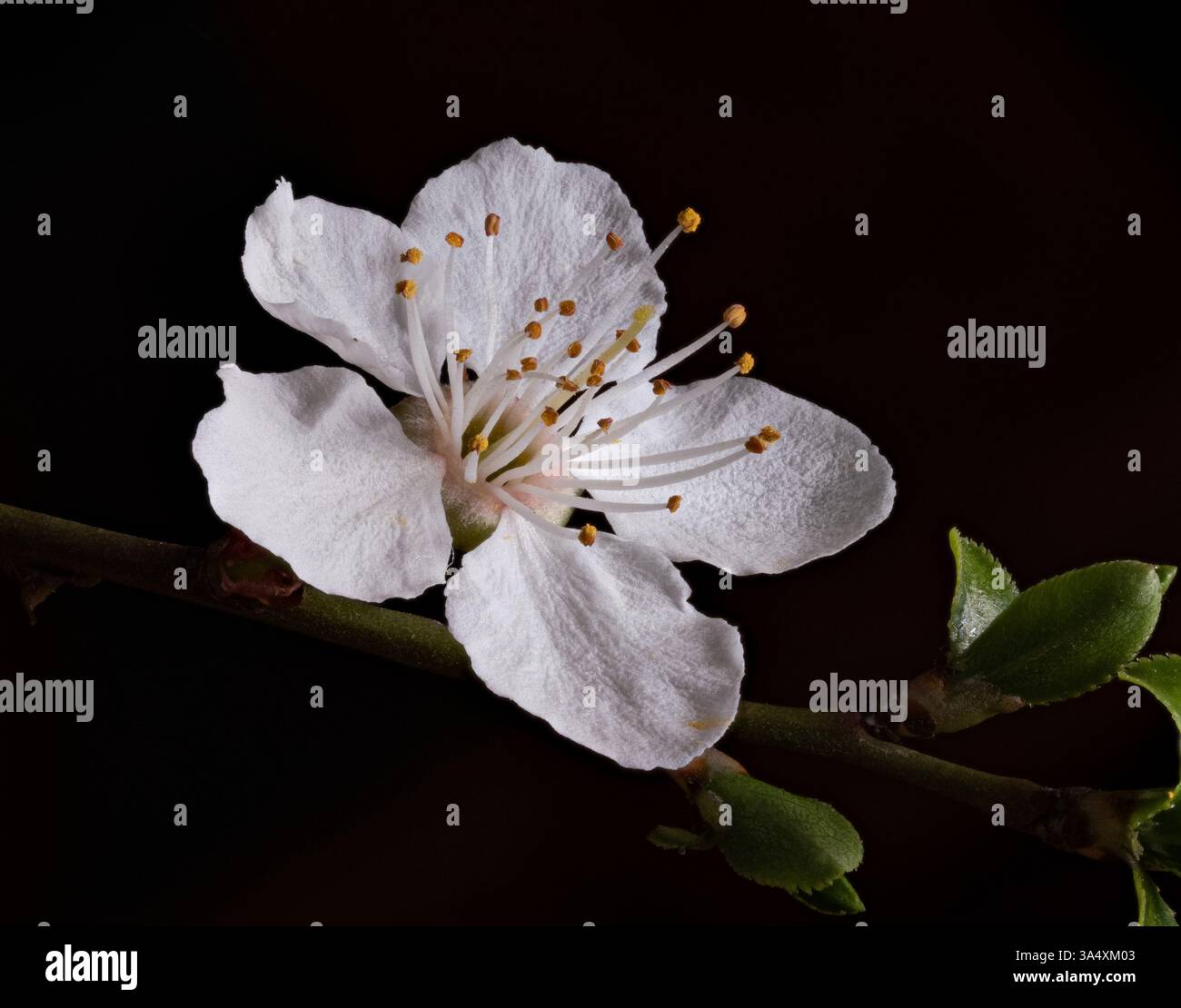The photograph features a white flower blooming on a thin branch with ...