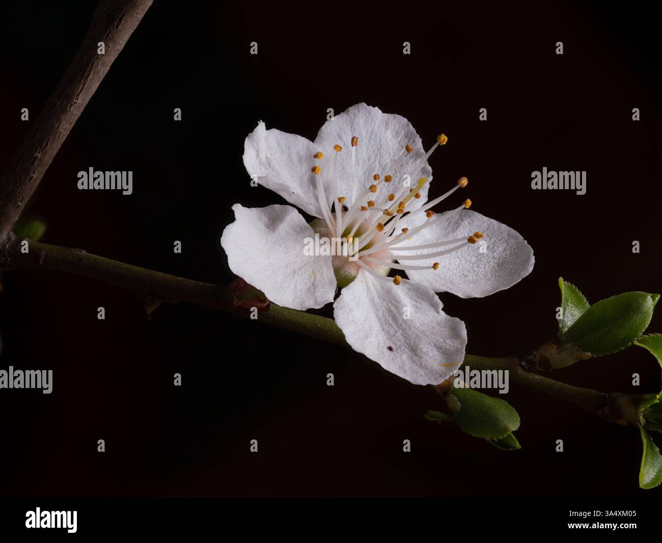 The photograph features a white flower blooming on a thin branch with ...