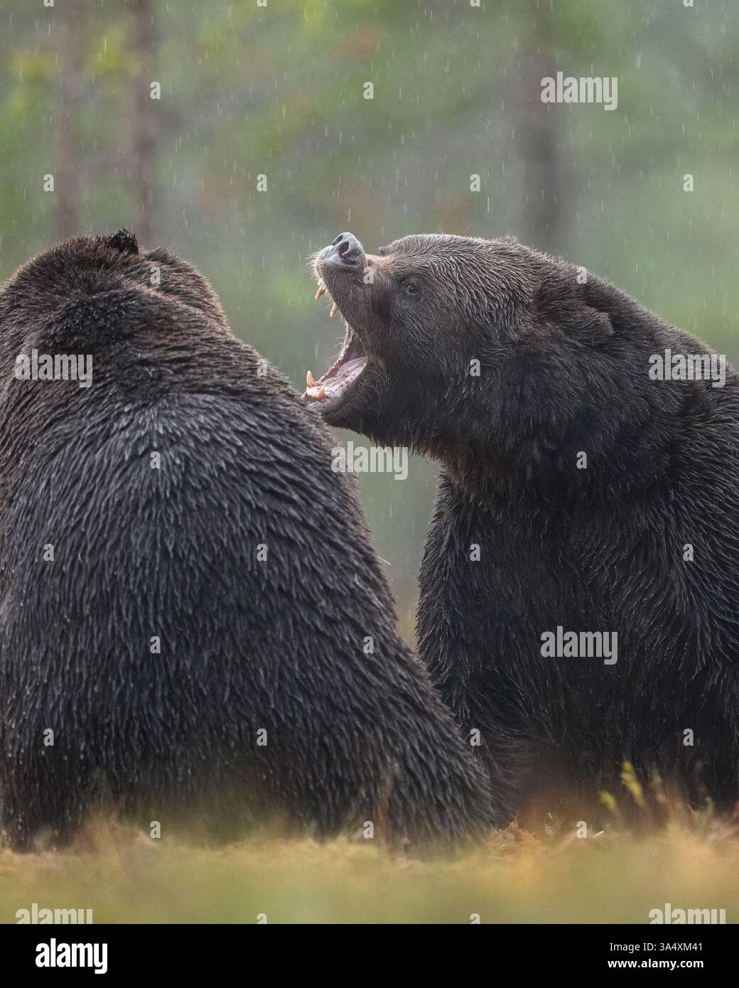 Brown bear fight in the rain, conflict situation Stock Photo - Alamy