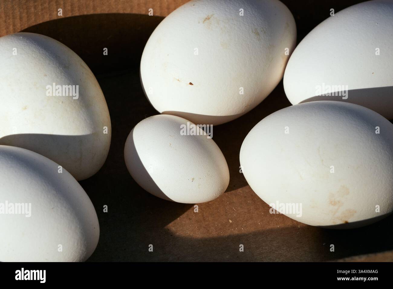 the small egg Stock Photo - Alamy