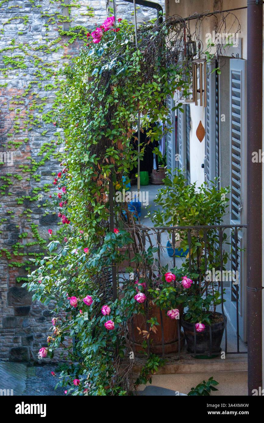 Charming balcony garden with pink roses and climbing vines. Stone wall ...