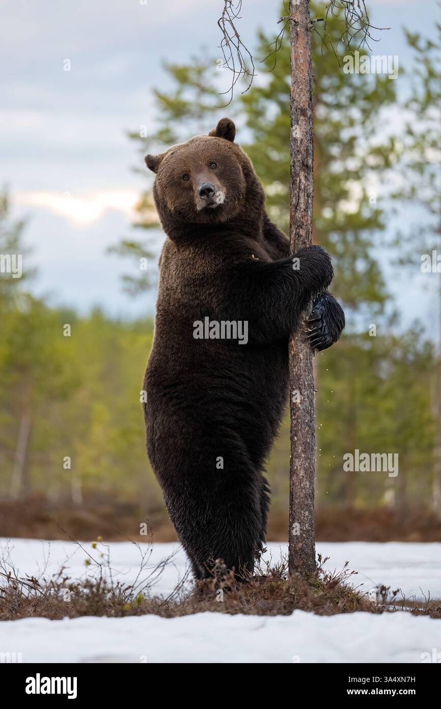 Brown bear hug tree hi-res stock photography and images - Alamy