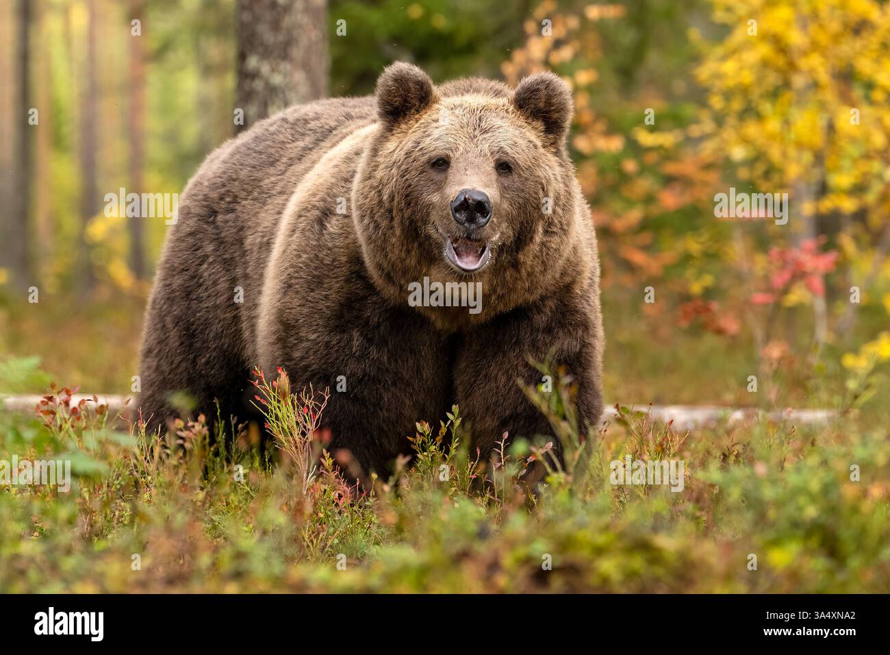 Big brown bear in the forest scenery Stock Photo - Alamy