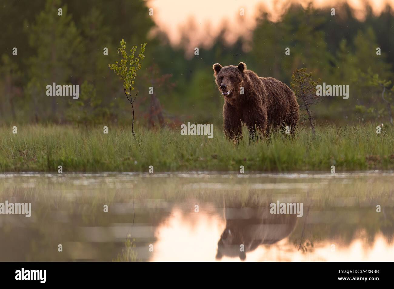 Brown bear at sunset scenery Stock Photo - Alamy