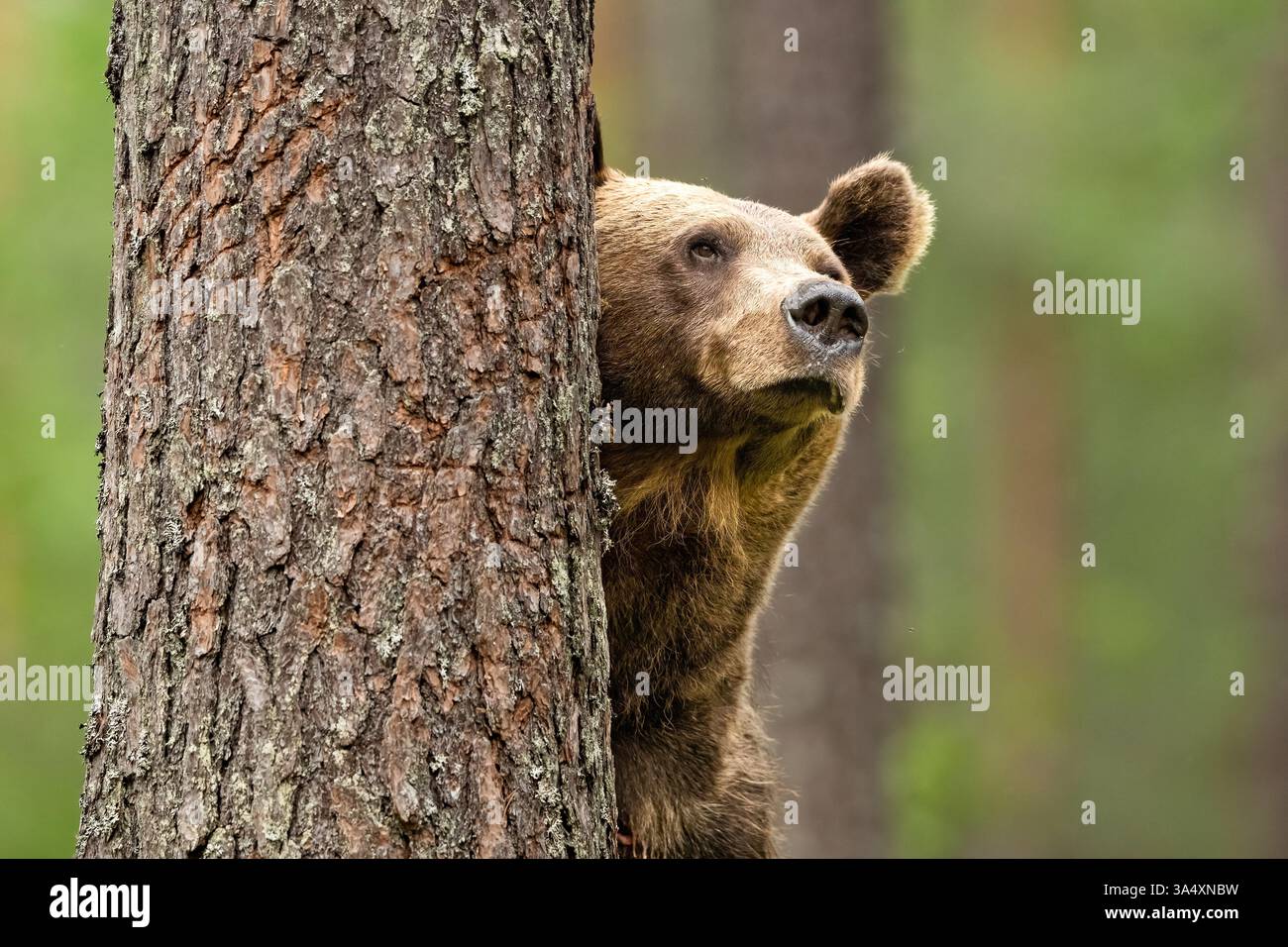 Brown bear portrait in forest, claw marks on a tree Stock Photo - Alamy