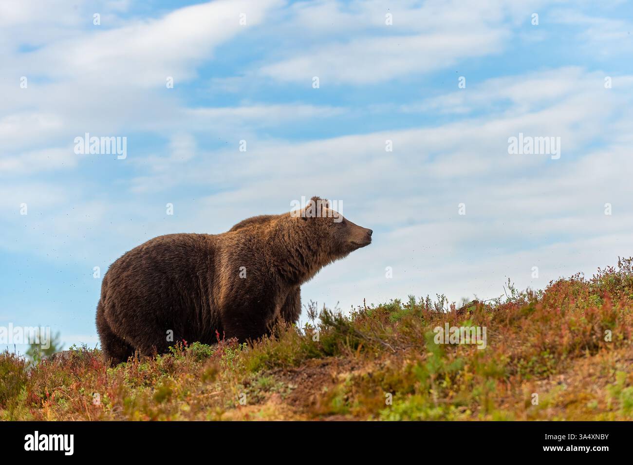 Brown bear on the hill with the sky on the background Stock Photo - Alamy