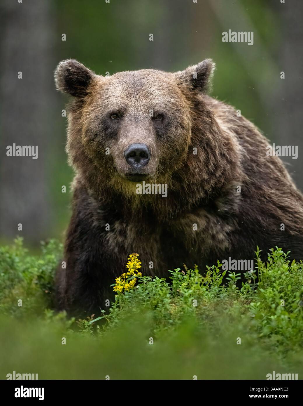 Adult brown bear portrait in the forest Stock Photo - Alamy