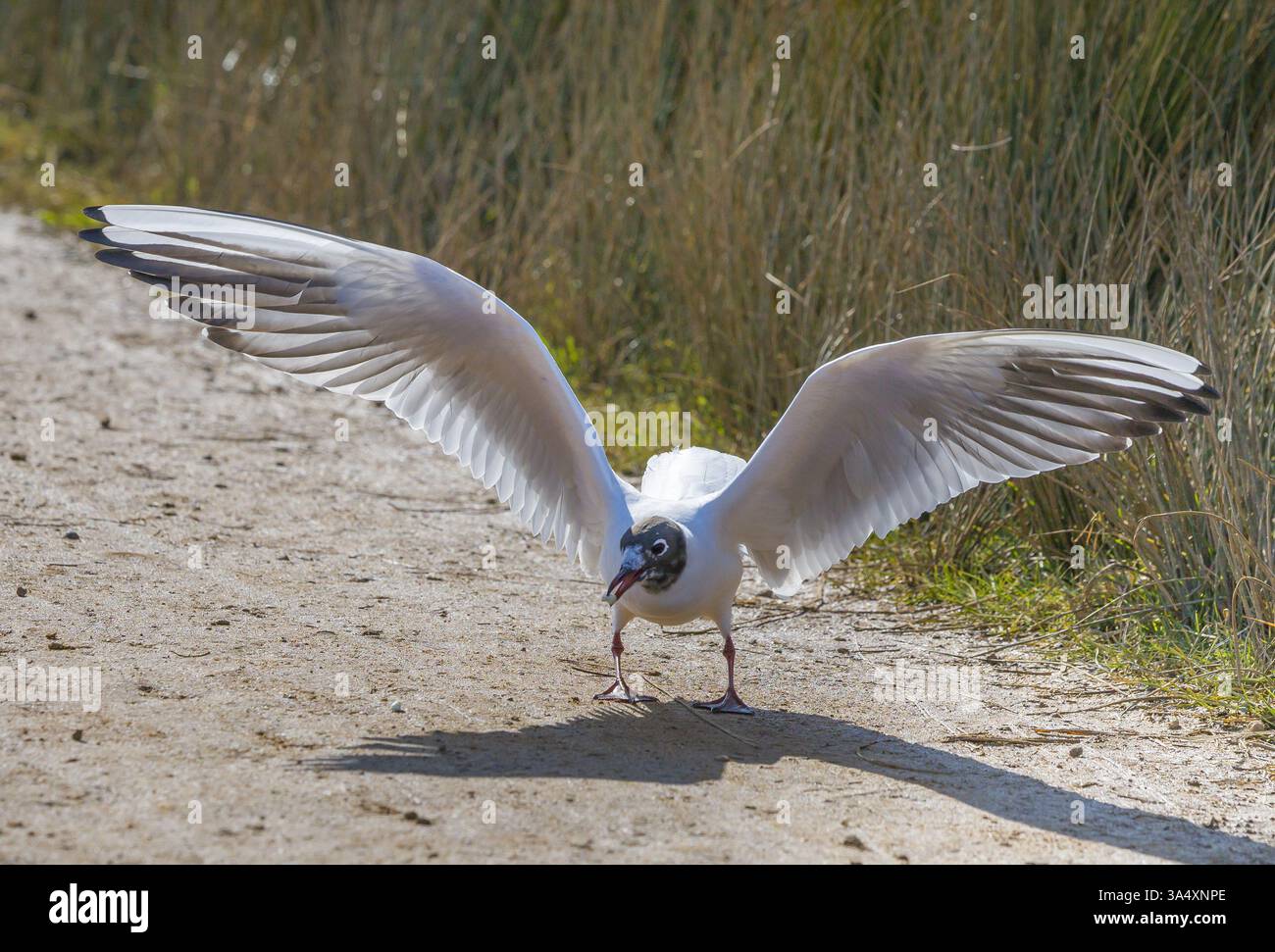Black-headed gull display while taking off Stock Photo - Alamy