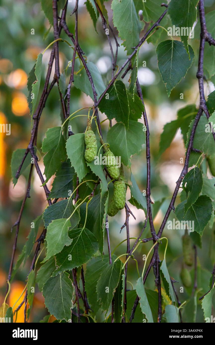 Detail of leafs and blossom of Betula pendula tree, silver birch Stock ...
