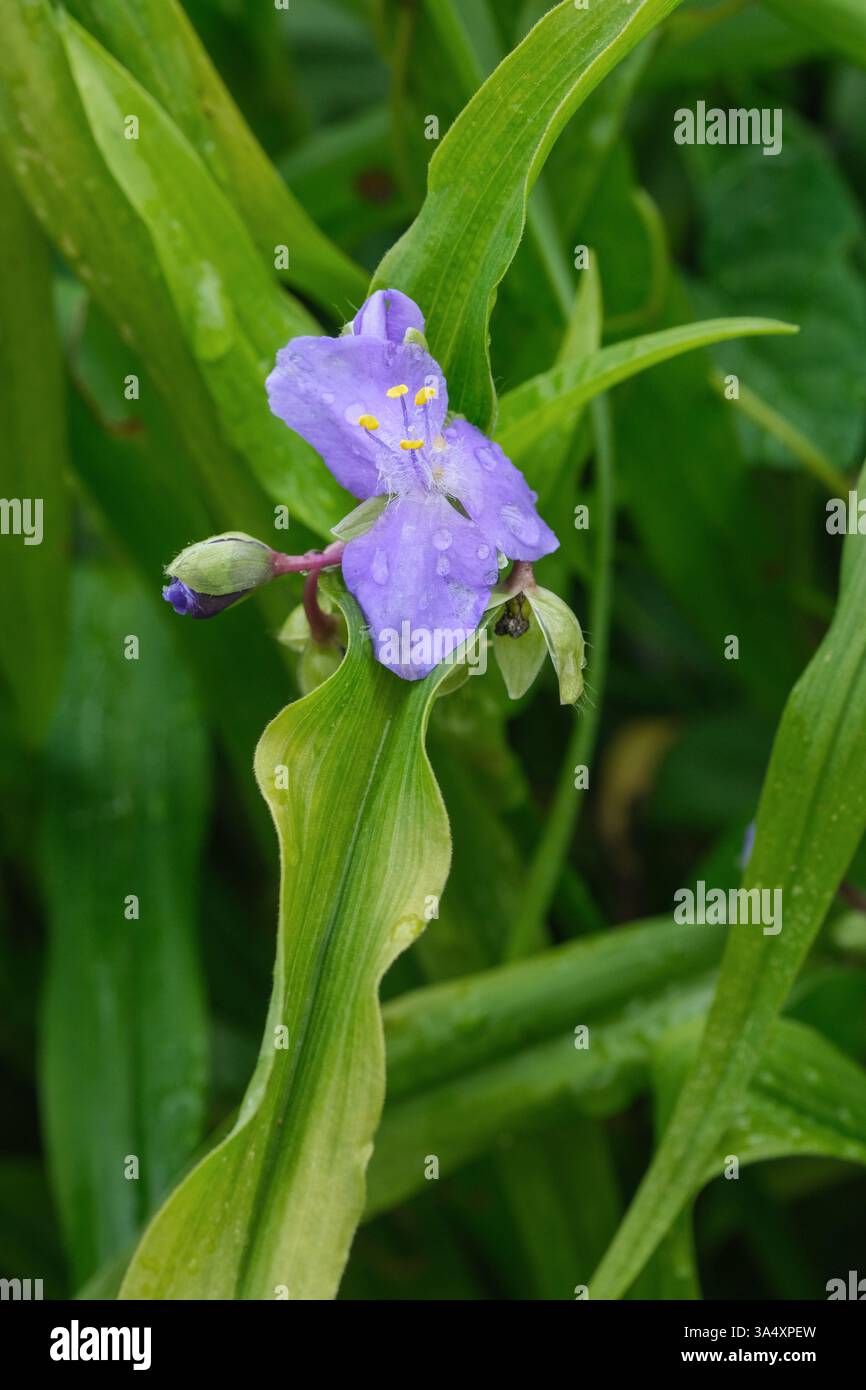 Commelina tuberosa Coelestis Group, Commelina coelestis, Blue ...