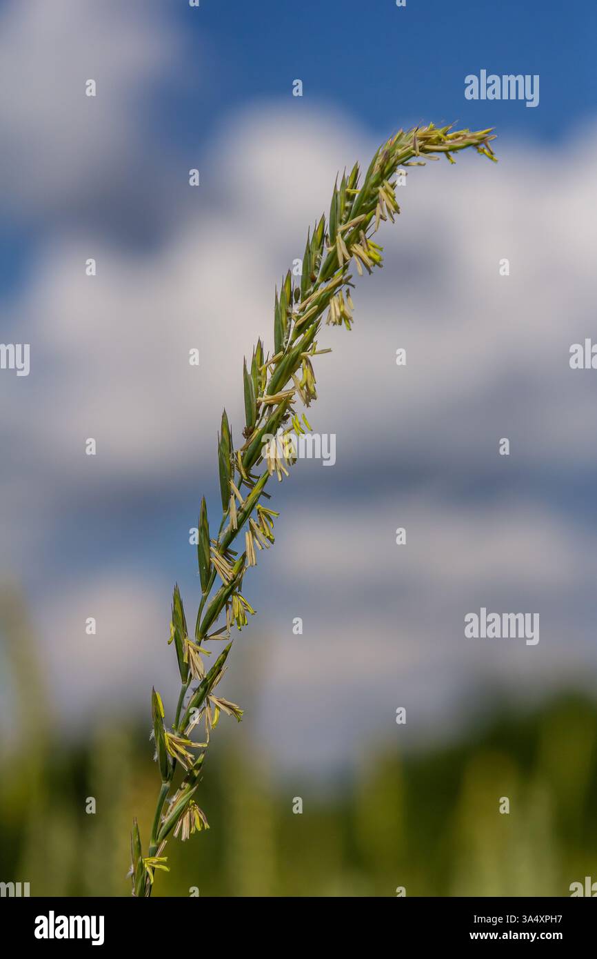 In the meadow, in the wild grows grass and weeds Elymus repens Stock ...