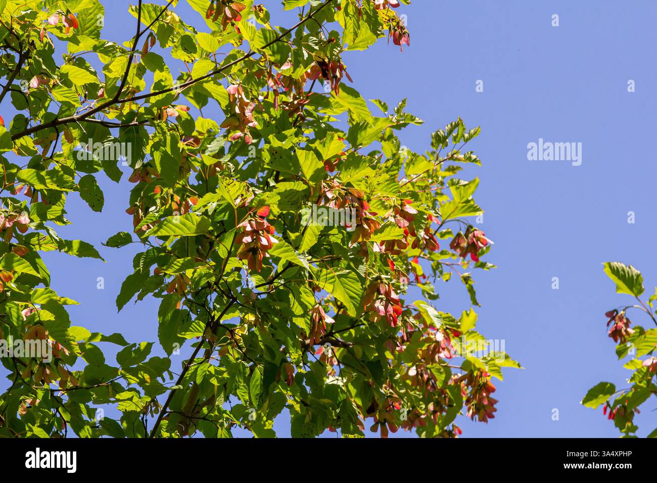 Maple Holly or maple sycamore or Maple platanolistny lat Acer ...