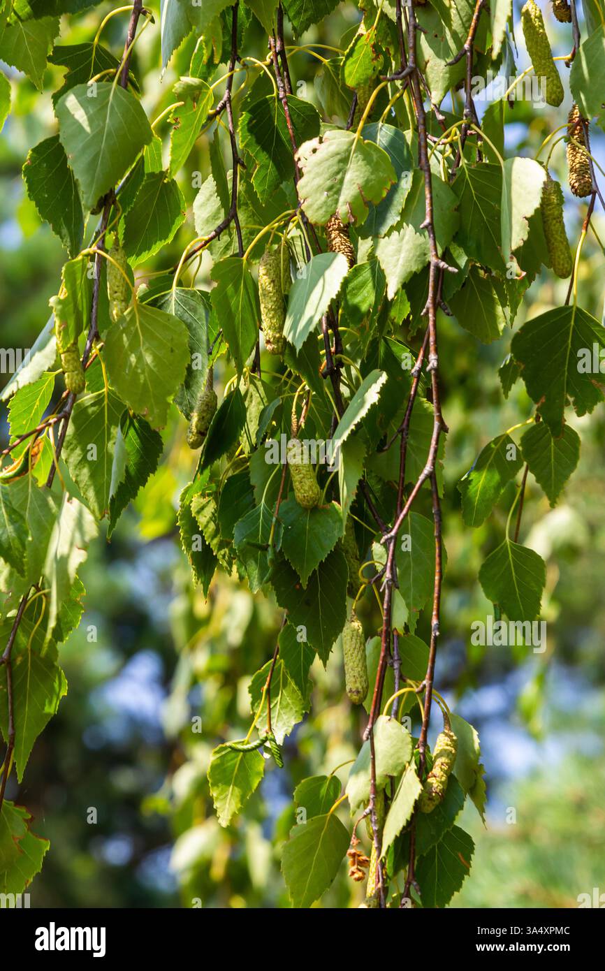 Detail of leafs and blossom of Betula pendula tree, silver birch Stock ...