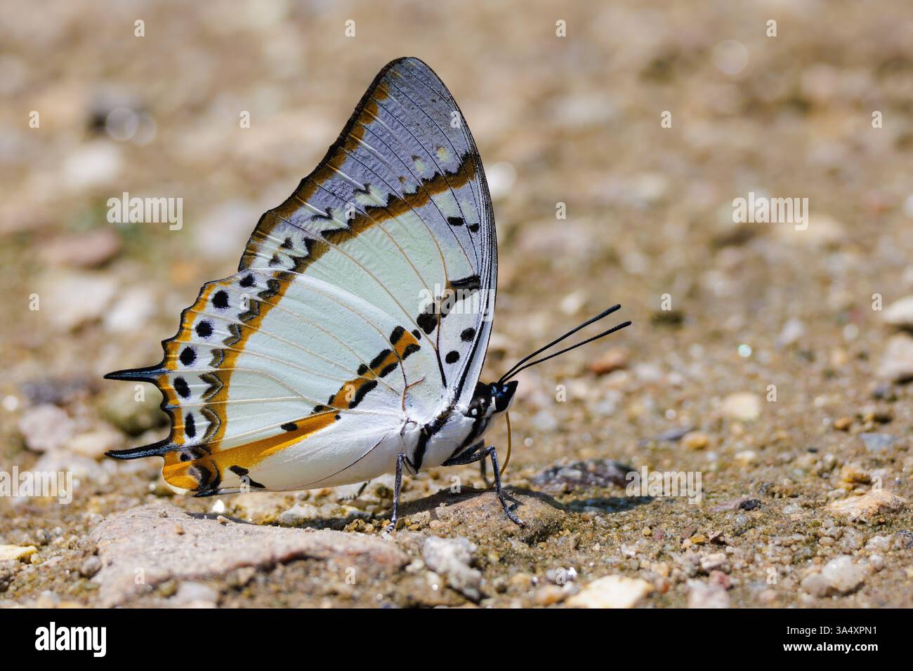 Side view of the Shan Nawab butterfly, Polyura nepenthes, feeding on ...