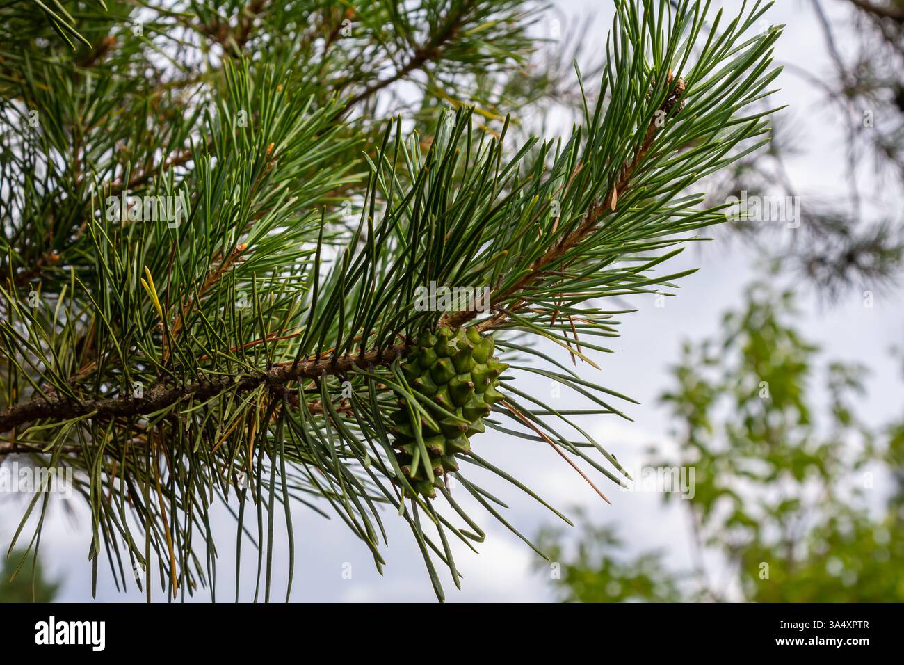 a small-growing cedar pine.Pinus pumila with big green cones in a sunny ...