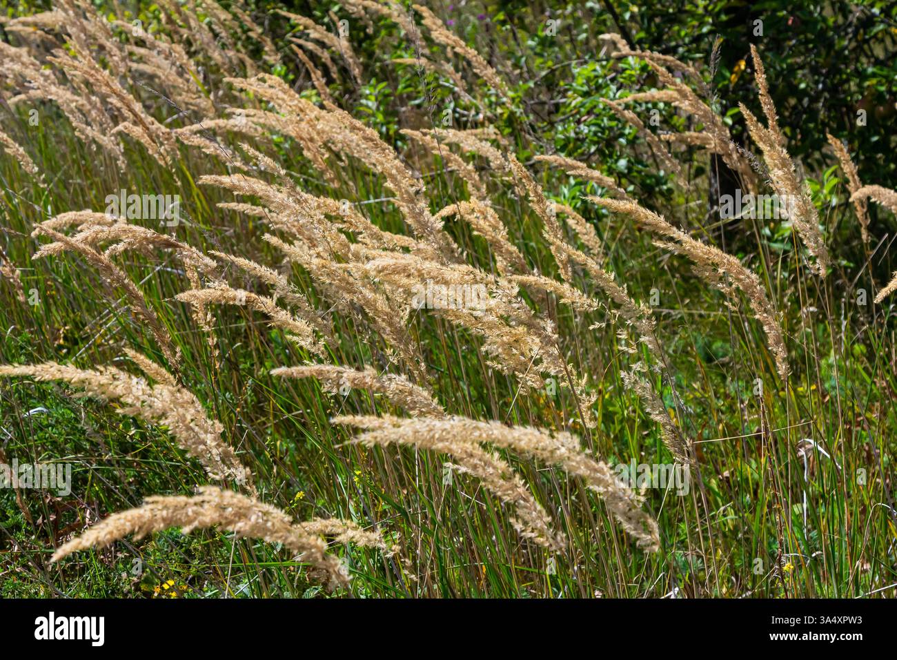 Inflorescence of wood small-reed Calamagrostis epigejos on a meadow ...