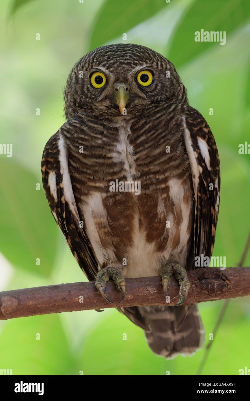 Asian Barred Owlet, Glaucidium cuculoides standing on a tree branch in the rainforest, Northern ...