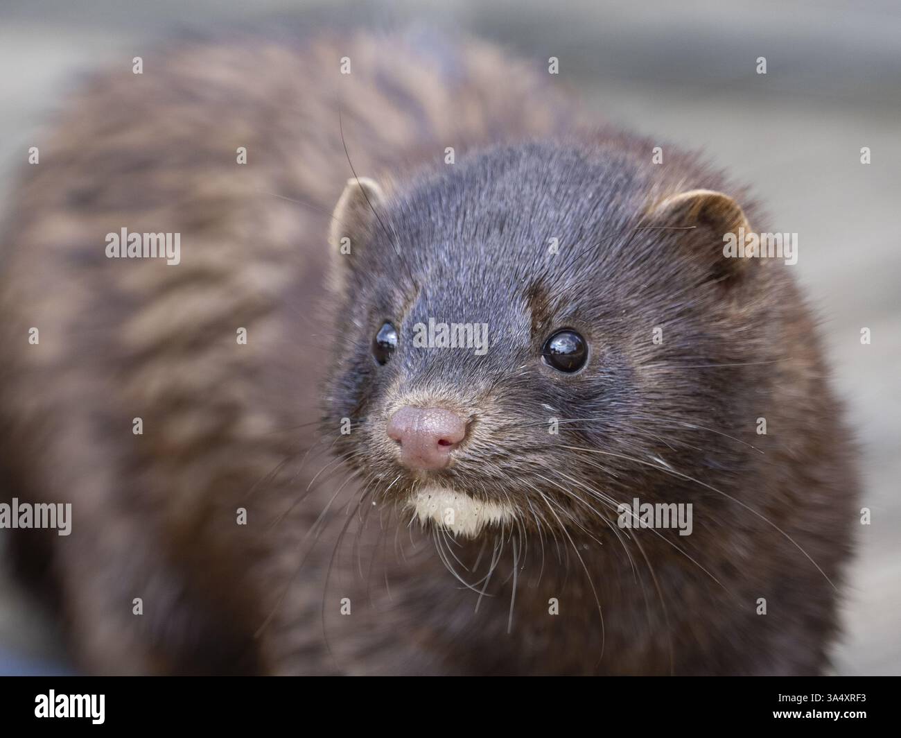 Russian mink hi-res stock photography and images - Alamy