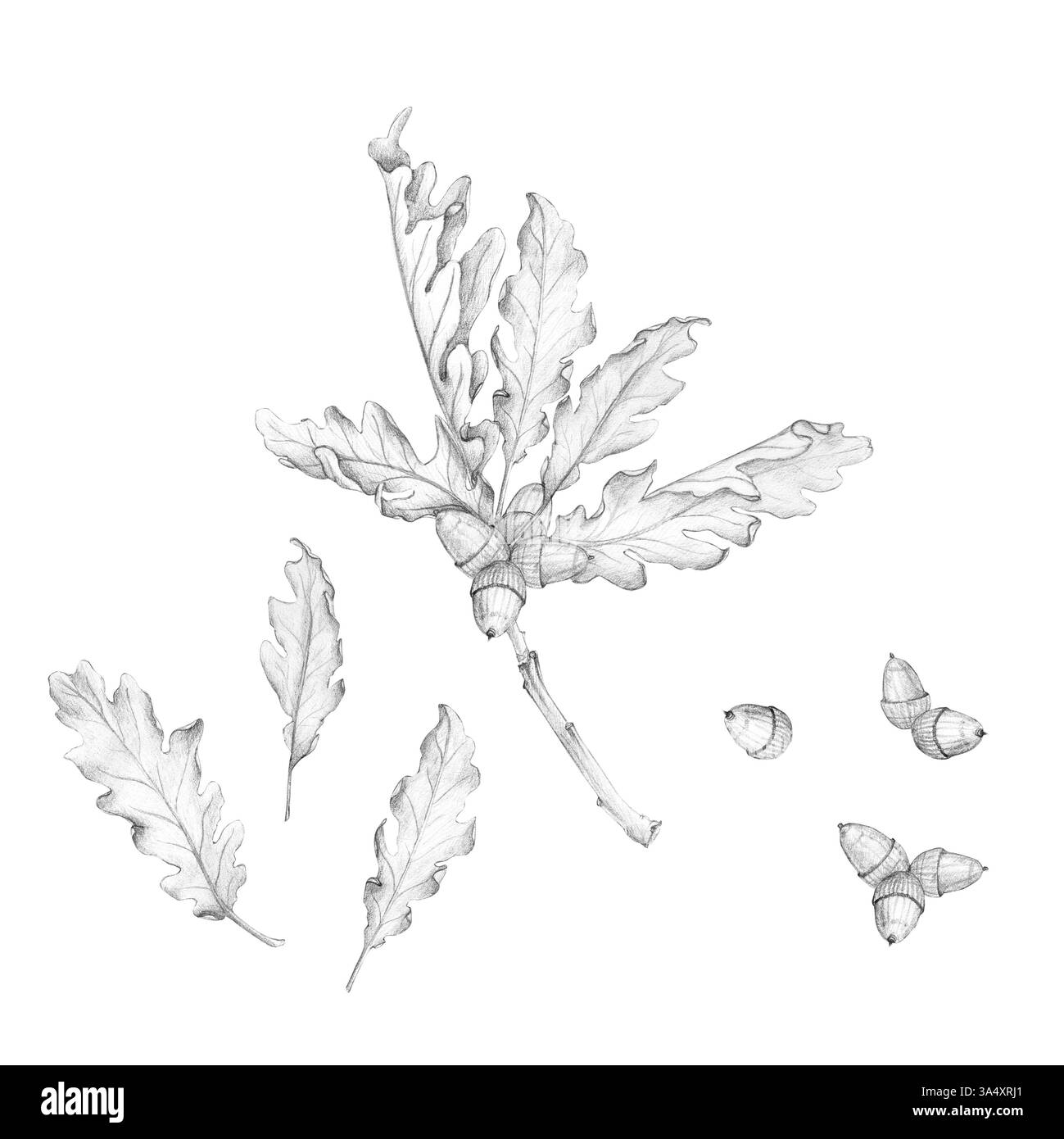 An oak twig with oak leaves and acorns, isolated on a white background. Hand-drawn pencil ...