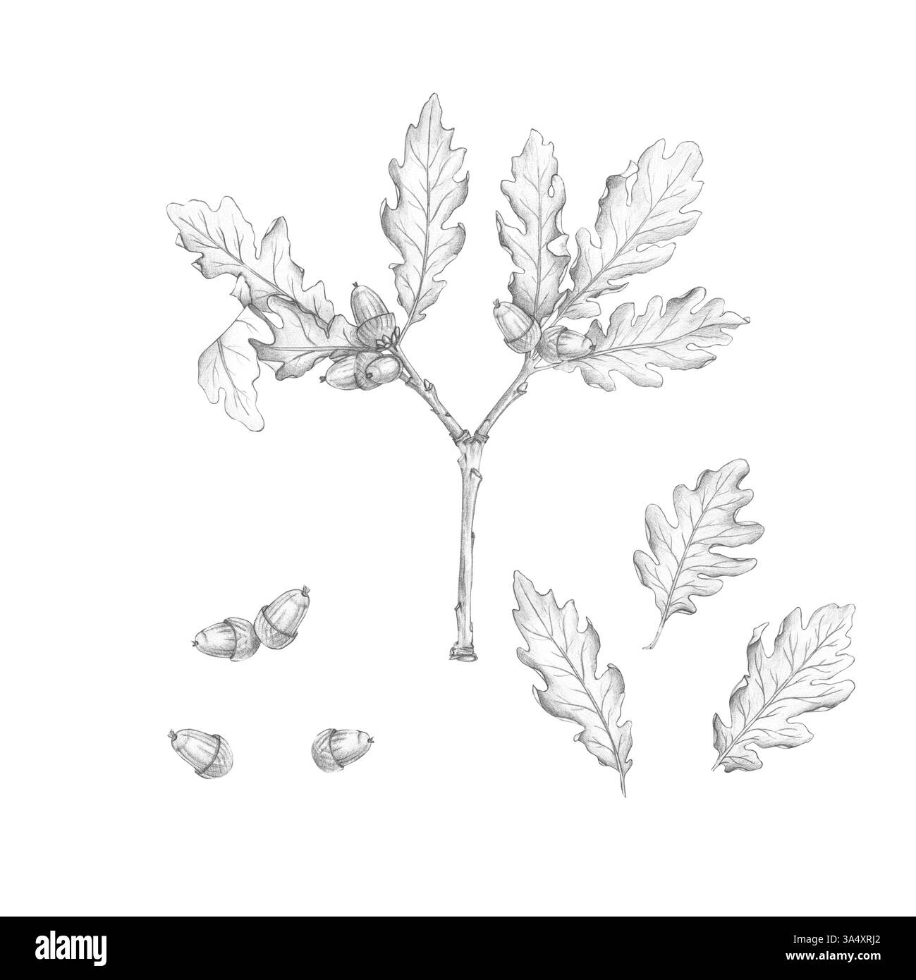 An oak twig with oak leaves and acorns, isolated on a white background. Hand-drawn pencil ...