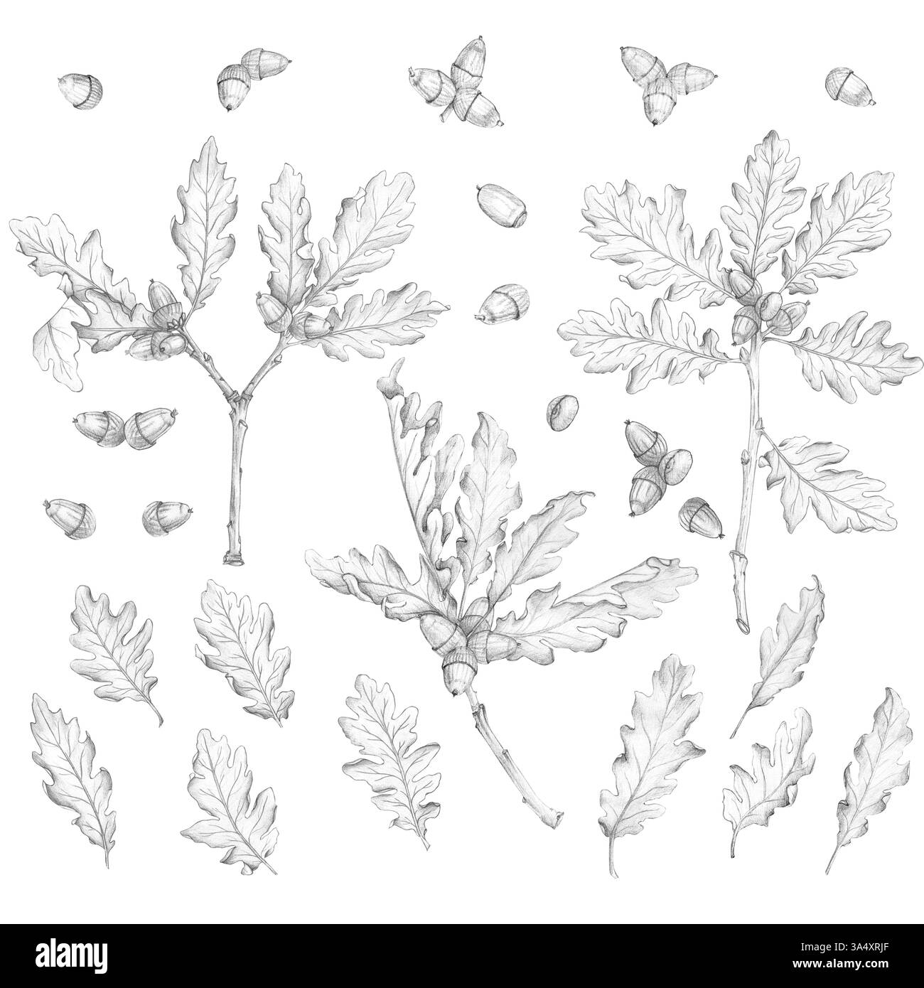 Acorns in tree Black and White Stock Photos & Images - Alamy