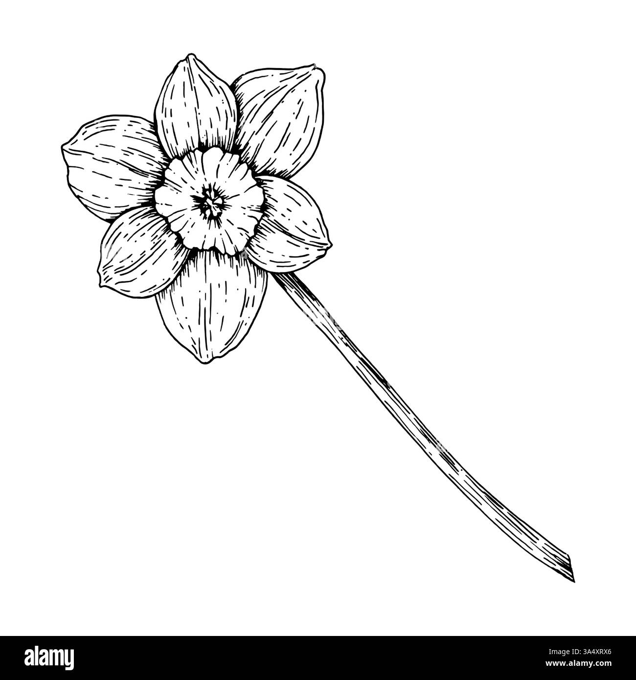 Hand-drawn ink illustration of a single daffodil flower with a long ...
