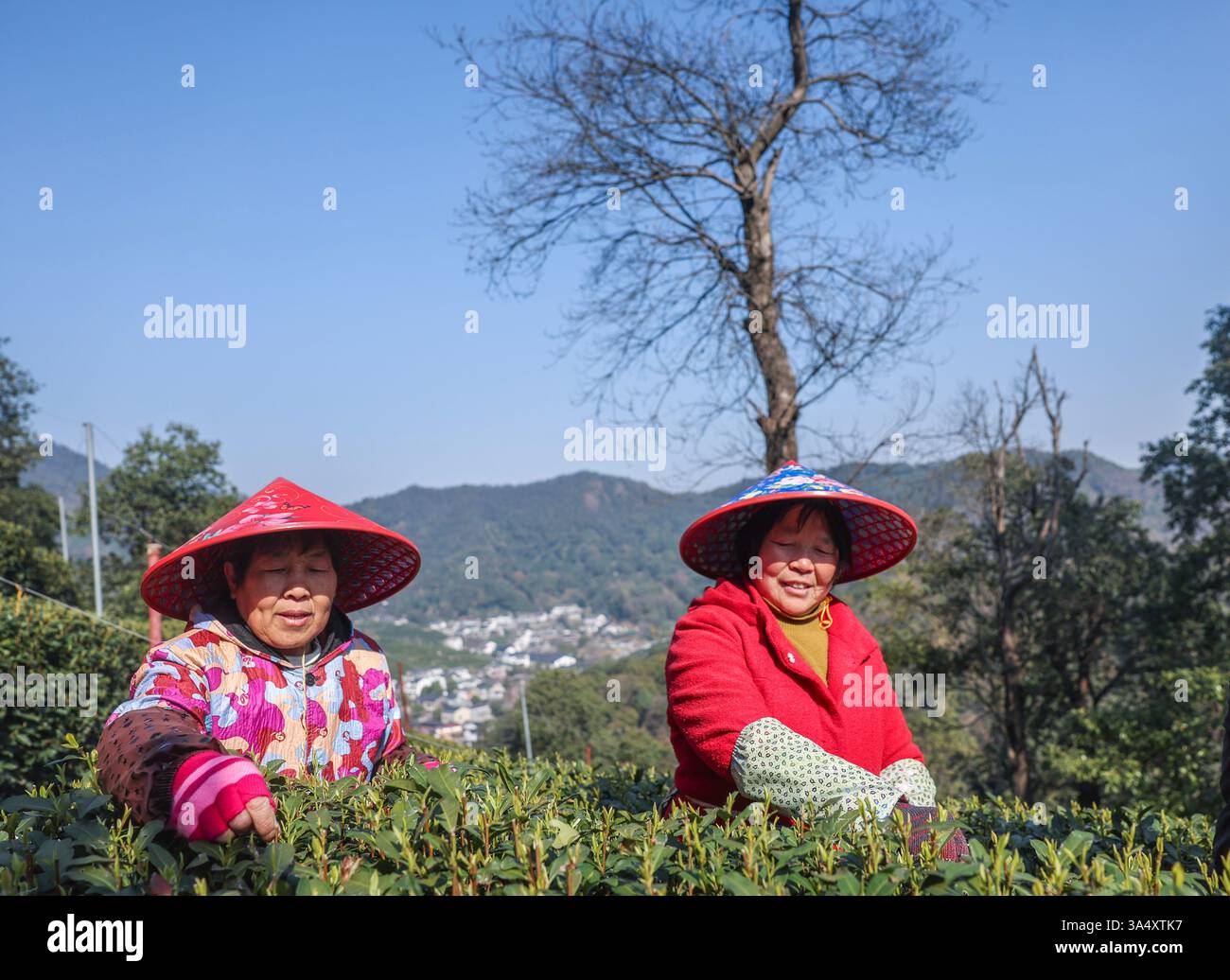 (250320) -- HANGZHOU, March 20, 2025 (Xinhua) -- Tea farmers pick this ...