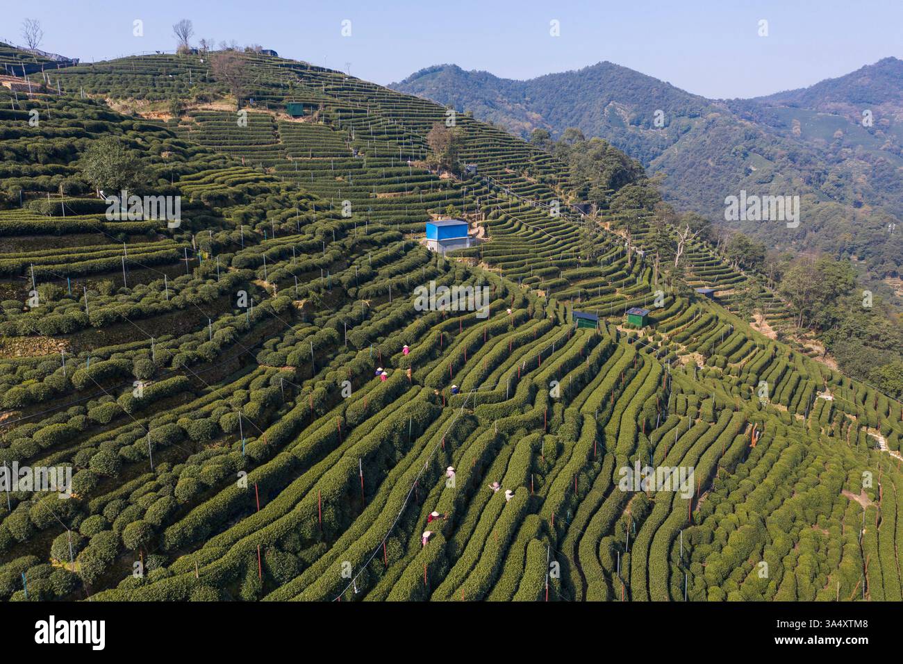 (250320) -- HANGZHOU, March 20, 2025 (Xinhua) -- An aerial drone photo ...