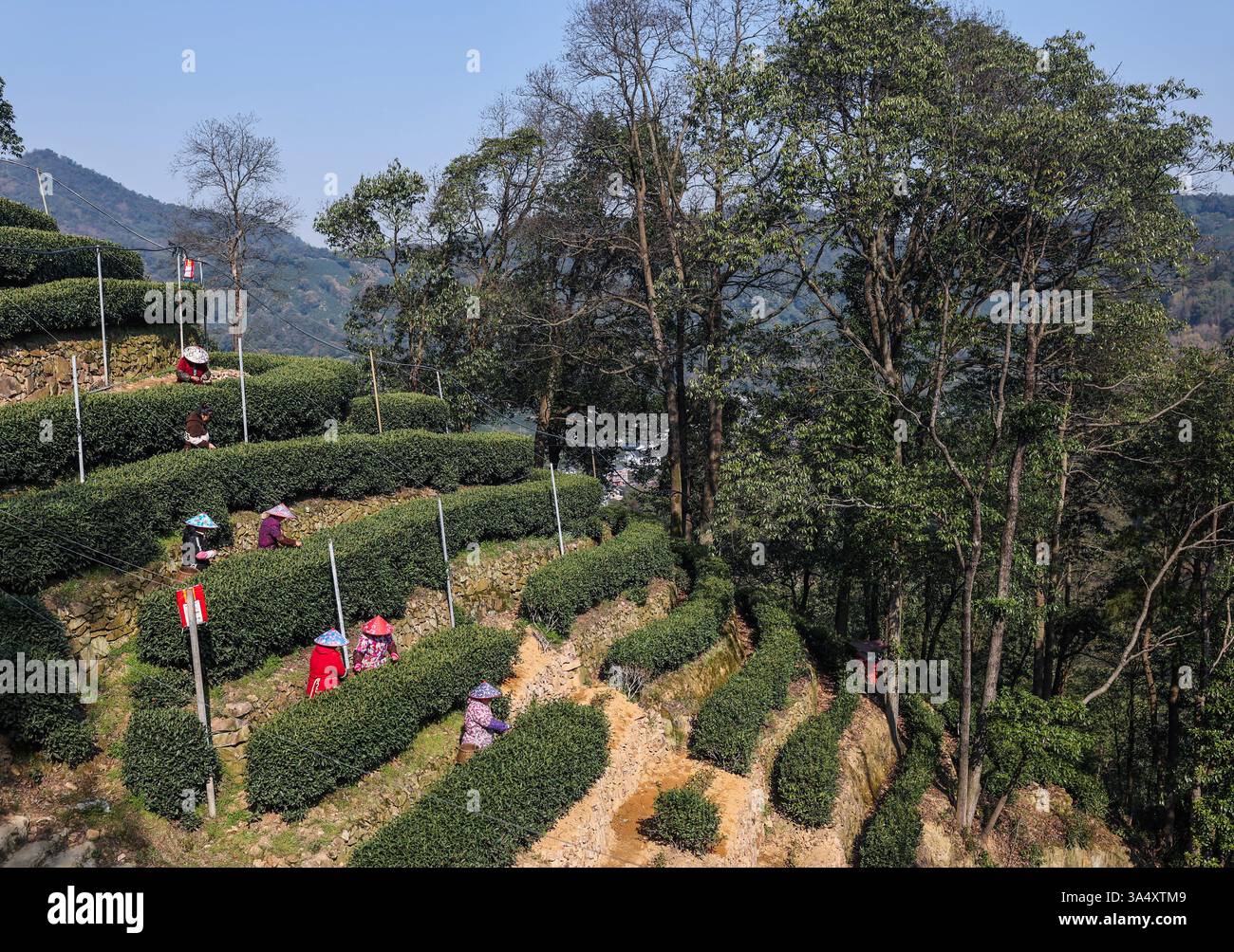 (250320) -- HANGZHOU, March 20, 2025 (Xinhua) -- Tea farmers pick this ...