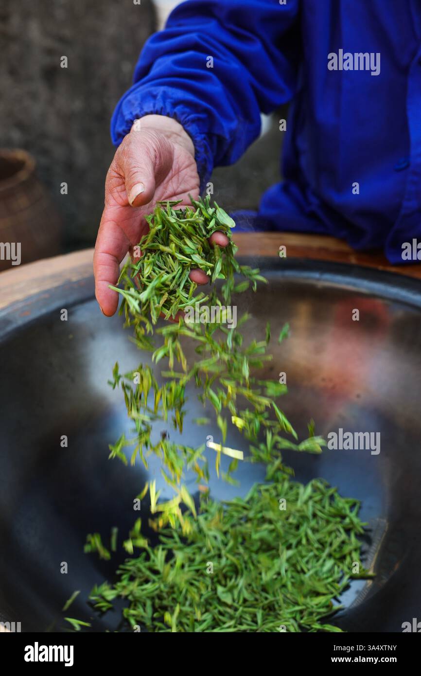 (250320) -- HANGZHOU, March 20, 2025 (Xinhua) -- Tea farmer Weng ...