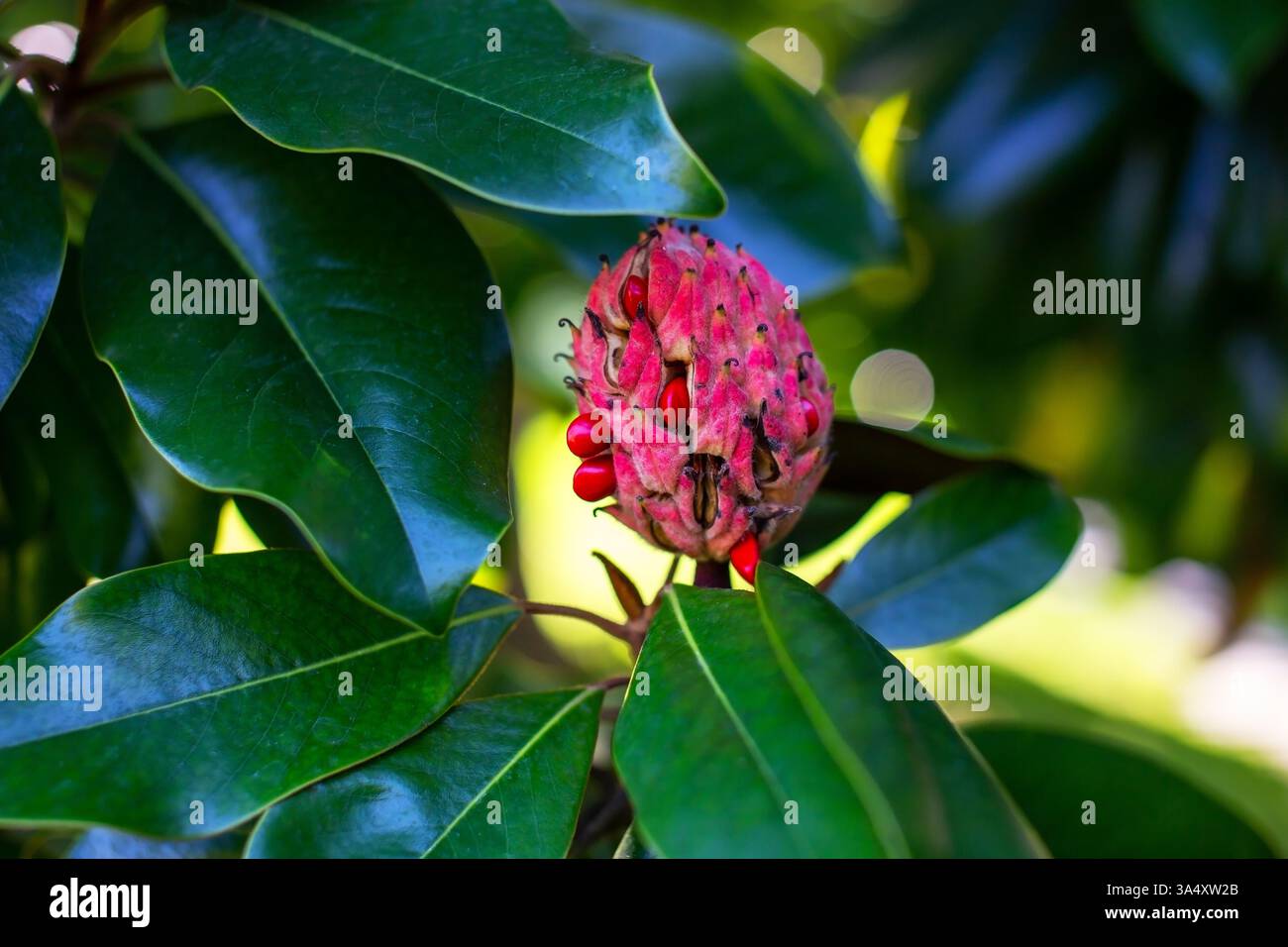 Magnolia grandiflora flowers on hi-res stock photography and images - Alamy