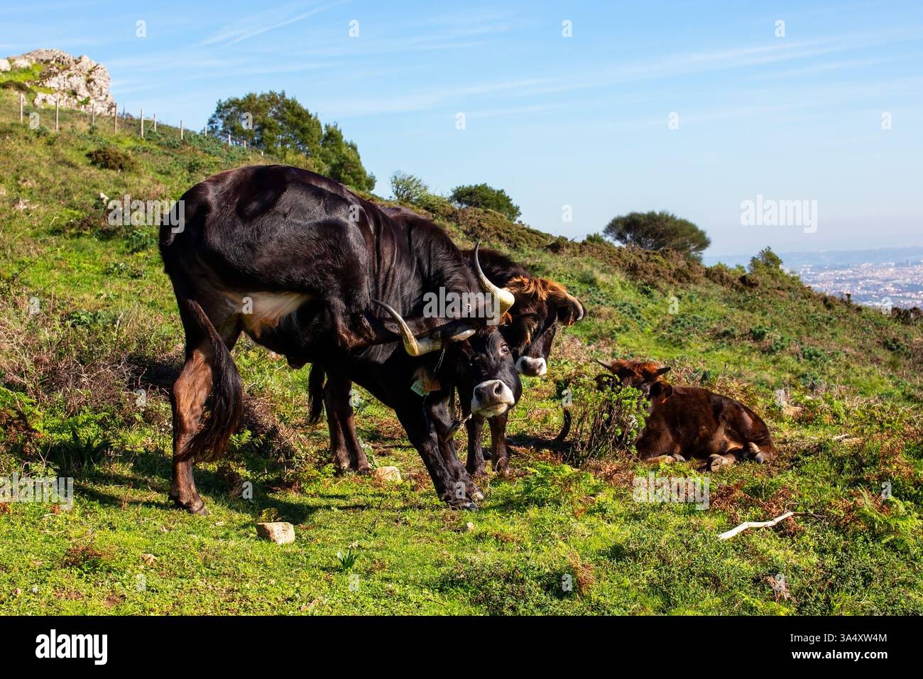 Herd of cows on the island of Brac in Croatia Stock Photo - Alamy