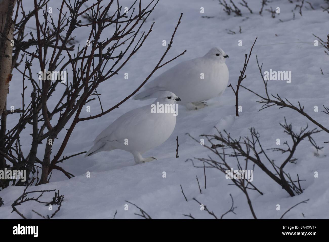 Welchs ptarmigan hi-res stock photography and images - Alamy