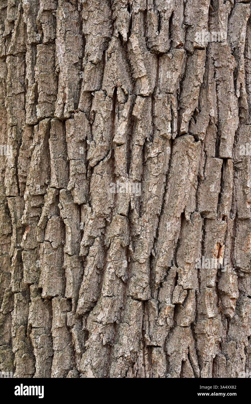 Closeup of rough textured tree bark with deep cracks and patterns Stock ...