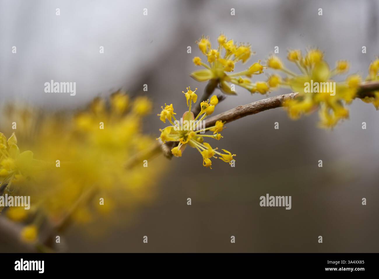 Cornelian cherry tree (Cornus mas) in bloom with clusters of delicate ...