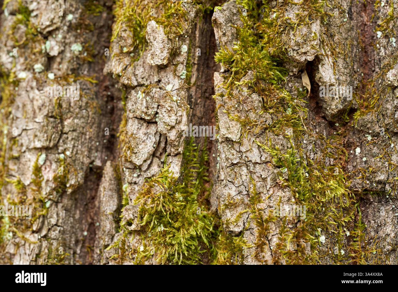 Closeup of vibrant green moss growing on rough tree bark in a damp ...