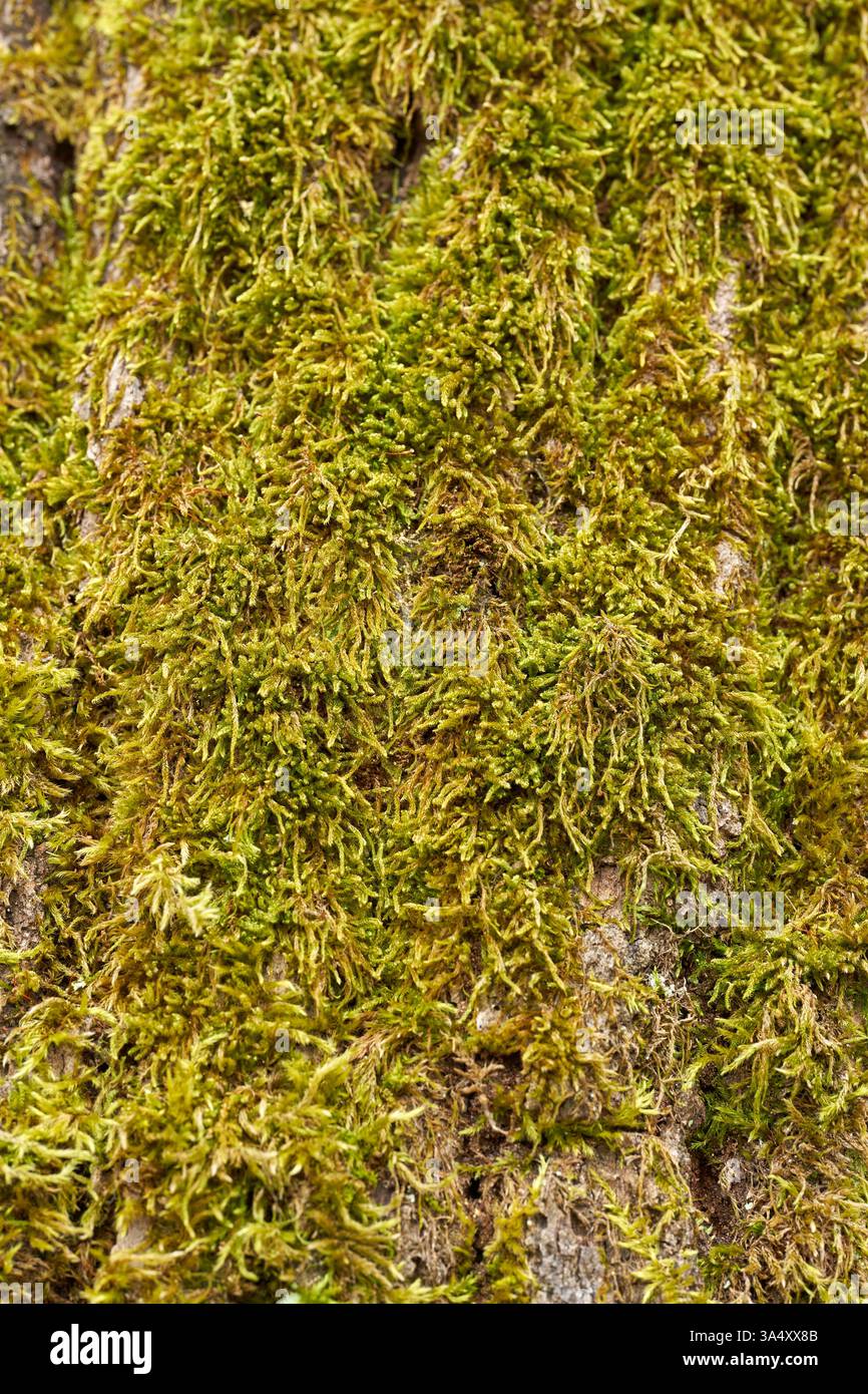 Closeup of vibrant green moss growing on rough tree bark in a damp ...