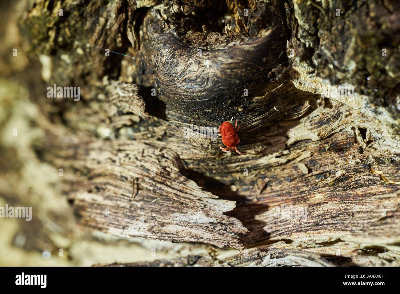 Closeup of a Red Velvet Mite (Trombidium holosericeum) crawling on ...