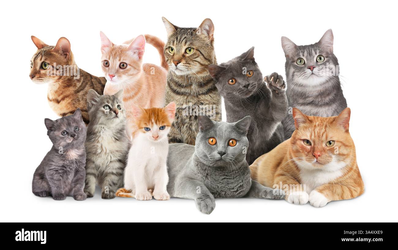 Group of cute cats on white background, banner design Stock Photo - Alamy