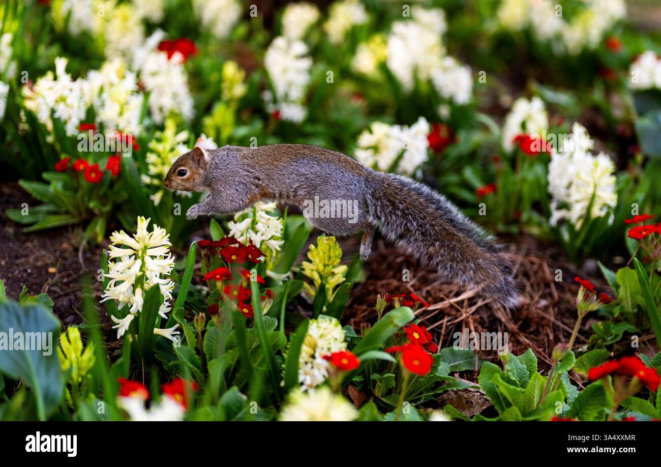 A squirrel leaps through a flowerbed in Greenwich Park, London. The ...