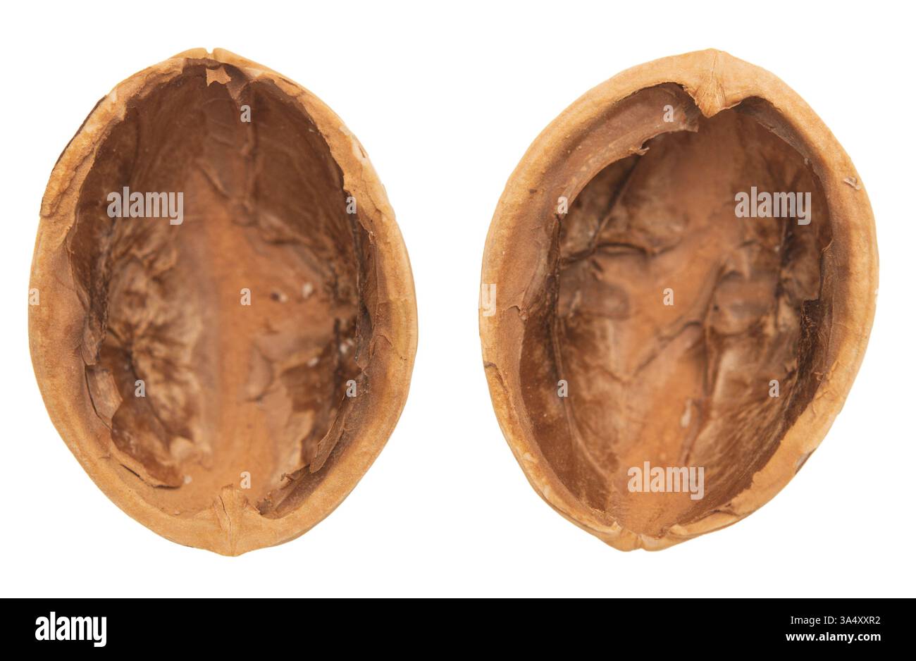 Walnut nutshell isolated on white background Stock Photo - Alamy