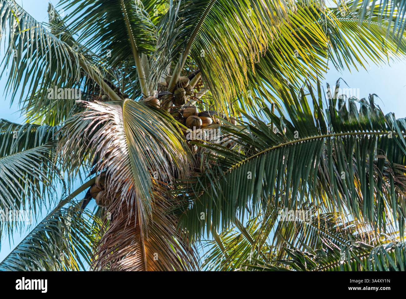 Tropical Coconut Palm Tree with Green Leaves and Ripe Coconuts Stock ...