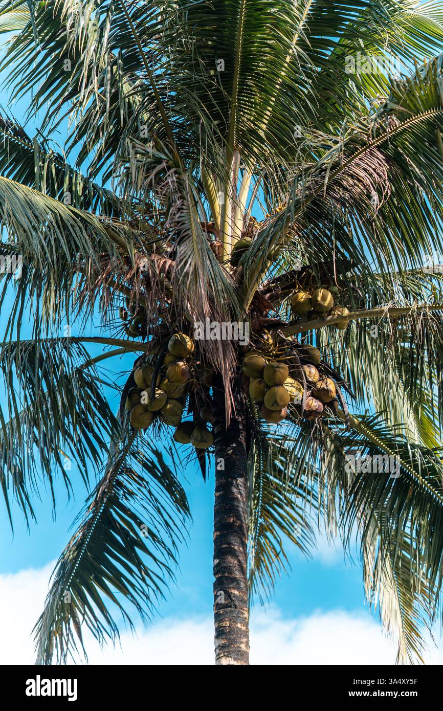 Tropical Coconut Palm Tree with Green Leaves and Ripe Coconuts Stock ...
