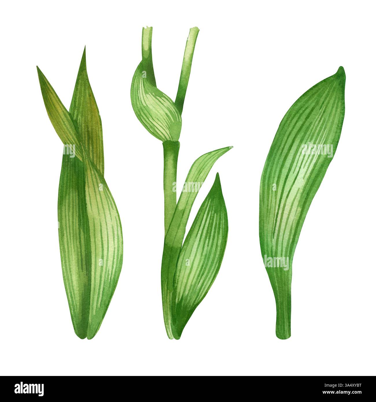 Stems and leaves of green color with dark veins, leaves of flowers ...
