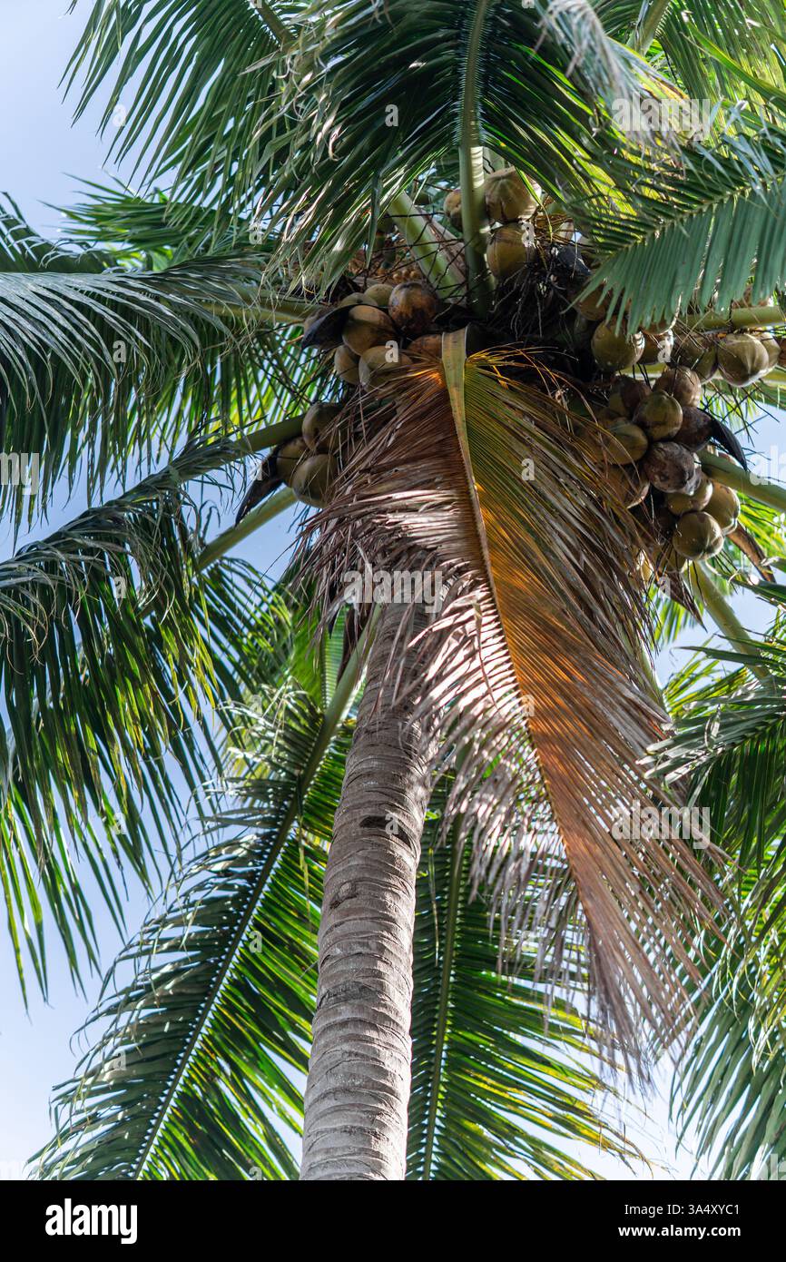 Tropical Coconut Palm Tree with Green Leaves and Ripe Coconuts Stock ...