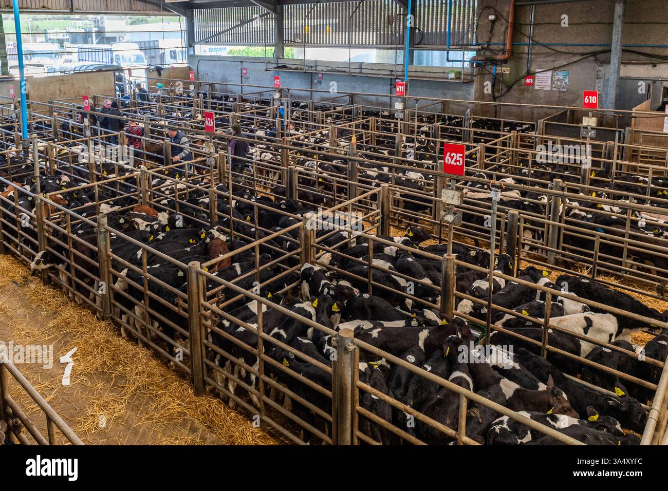Cattle mart ireland hi-res stock photography and images - Alamy