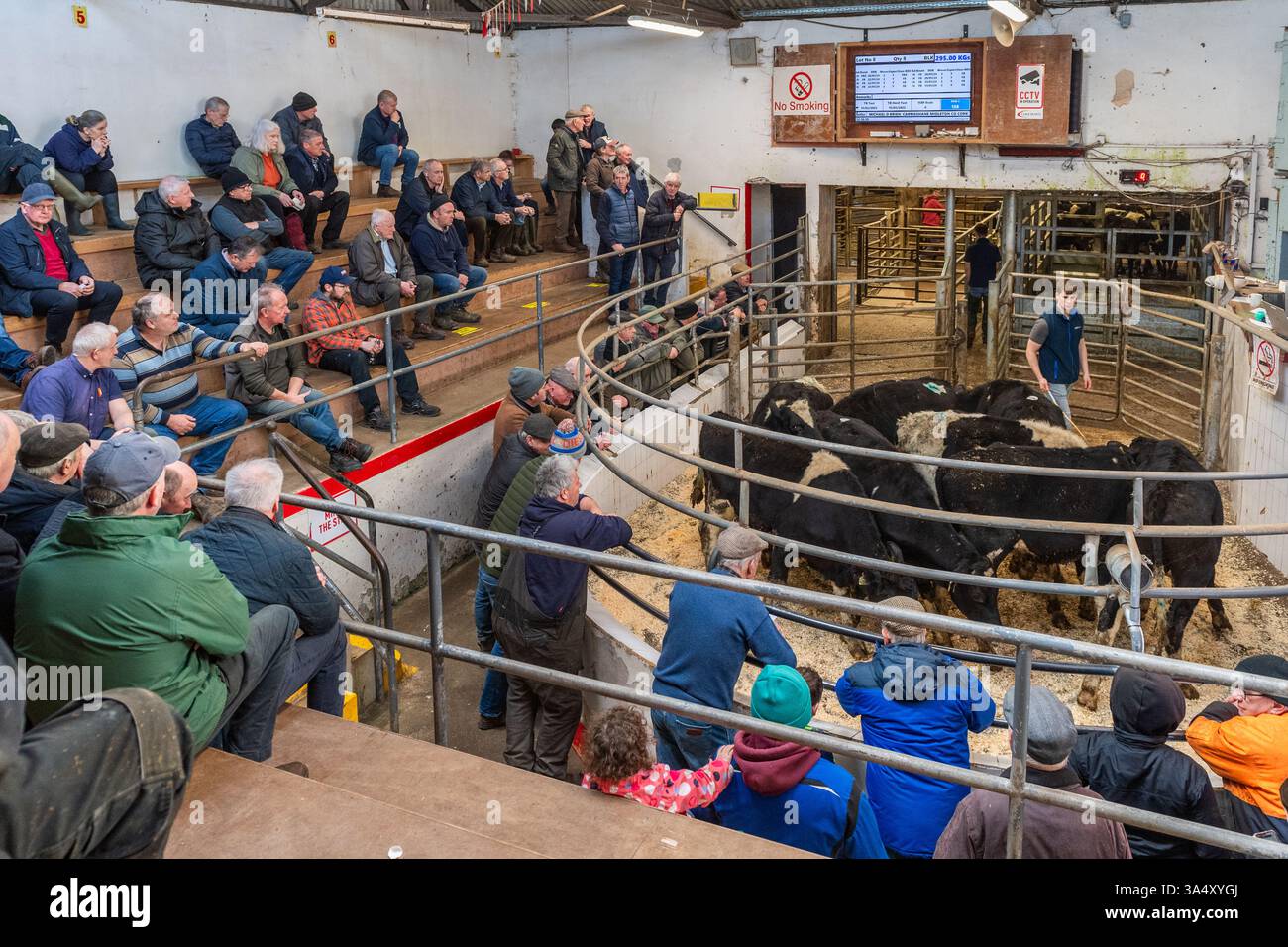 Cattle mart ireland hi-res stock photography and images - Alamy