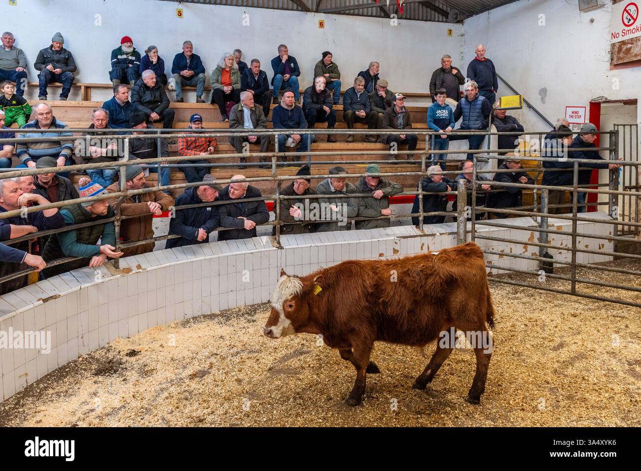 Weekly cattle mart in Macroom, West Cork, Ireland Stock Photo - Alamy