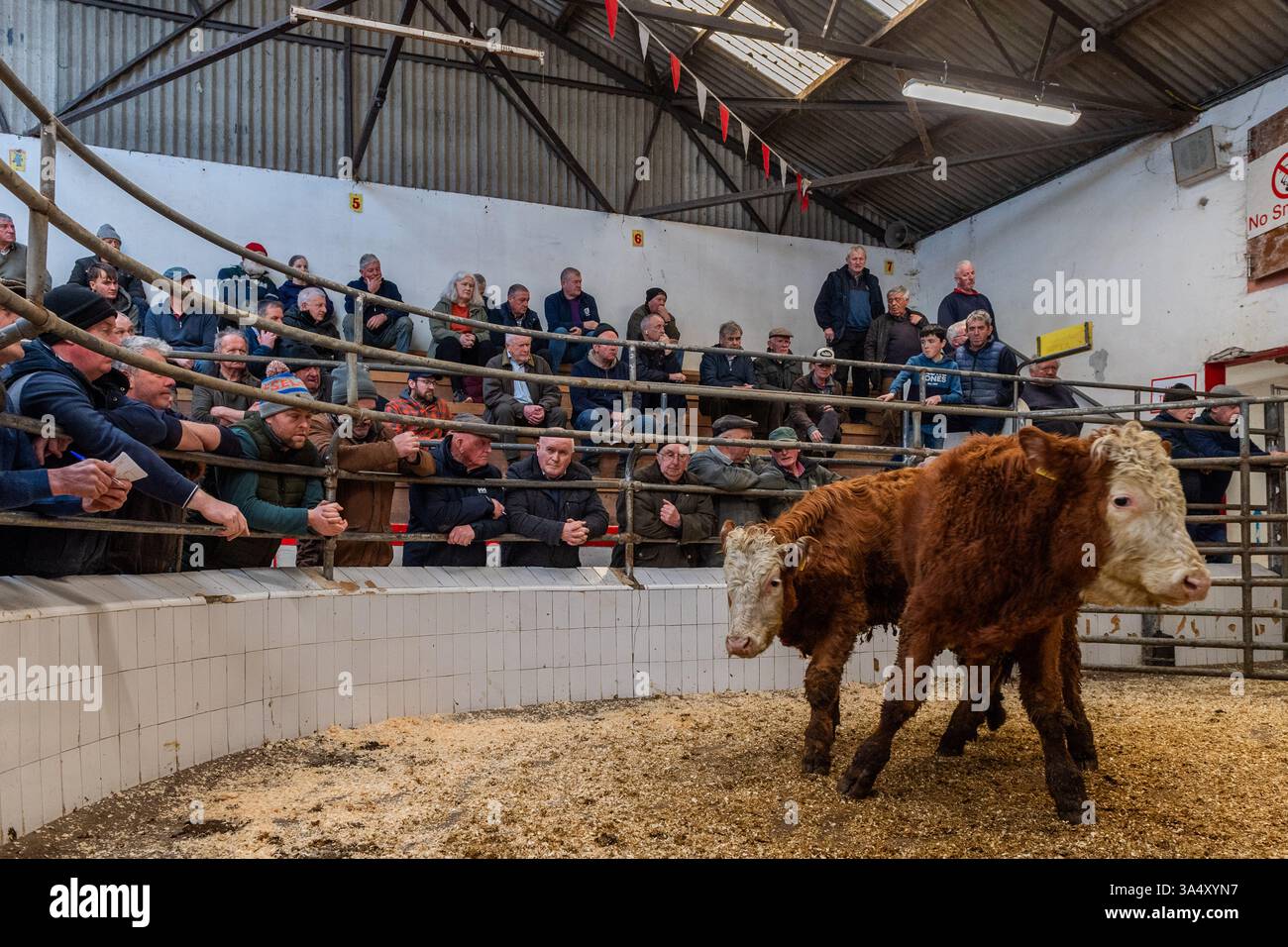 Weekly cattle mart in Macroom, West Cork, Ireland Stock Photo - Alamy