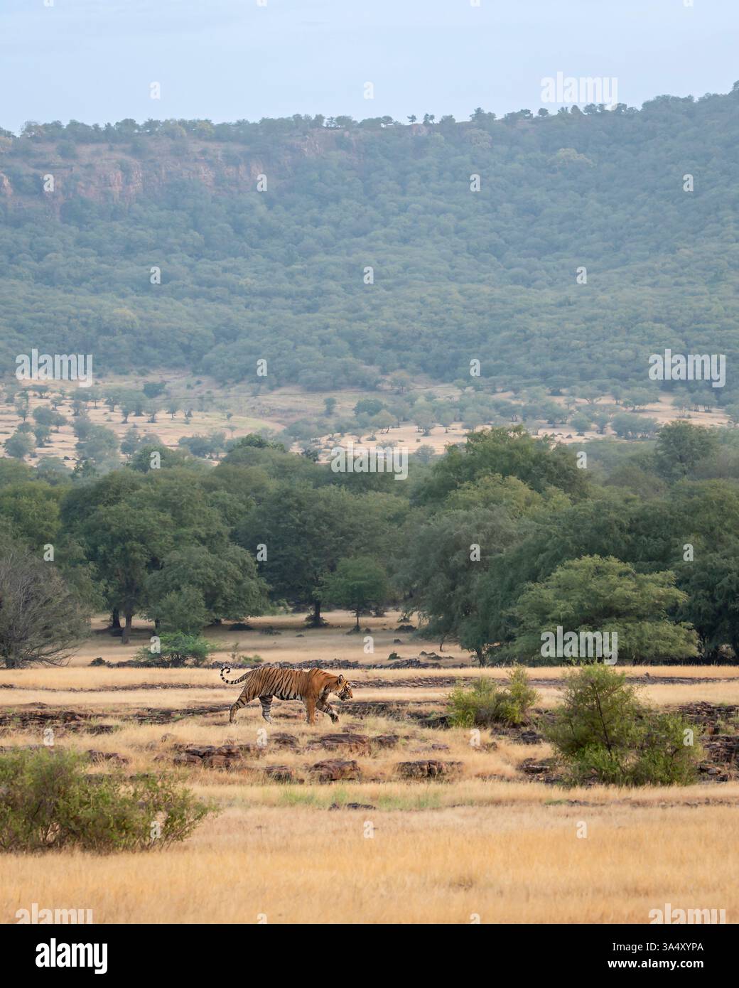 wild male bengal tiger or panthera tigris walking territory stroll in ...